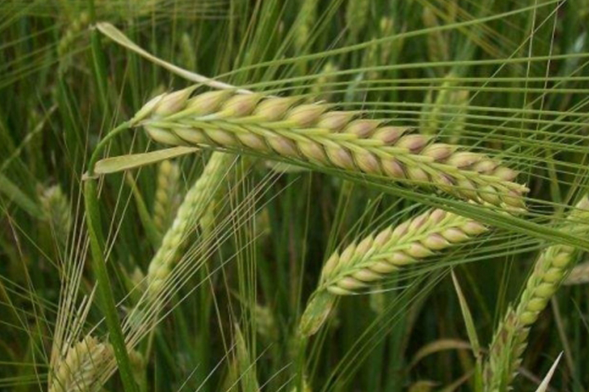 Orzul verde, acest străjer al sănătății organismului nostru - Ela ...