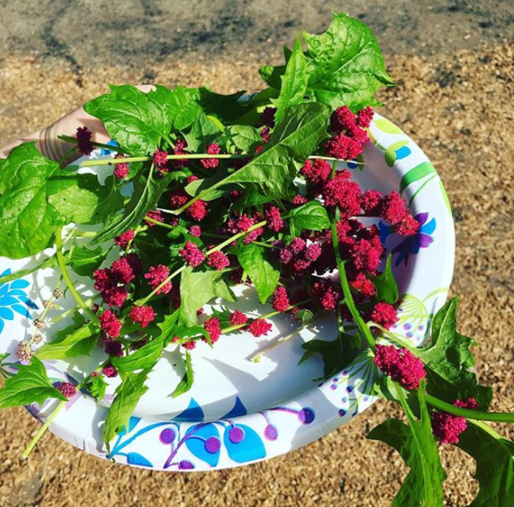 10 LEGUME NEOBIȘNUITE despre care nu ai auzit niciodată - Ela Crăciun ...