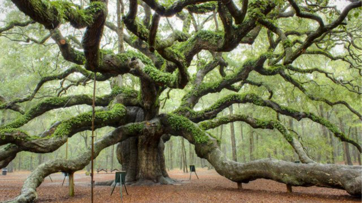 Lucruri neștiute despre ”Stejarul îngerilor”, unul dintre cei mai ...